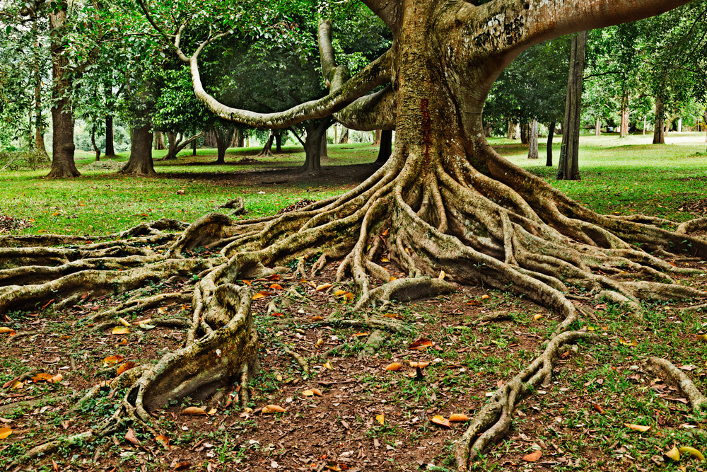 How Big Of A Problem Is Exposed Tree Roots Vancouver Tree